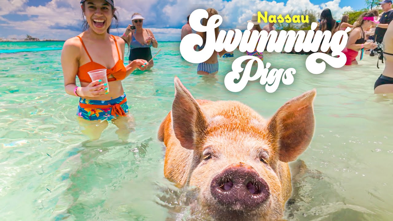 SWIMMING PIGS & PEARL ISLAND Beach Escape - Allure of the Seas ...