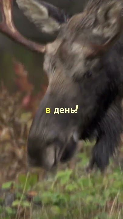 Удивительные факты о животных 🦌 Лоси Youtube