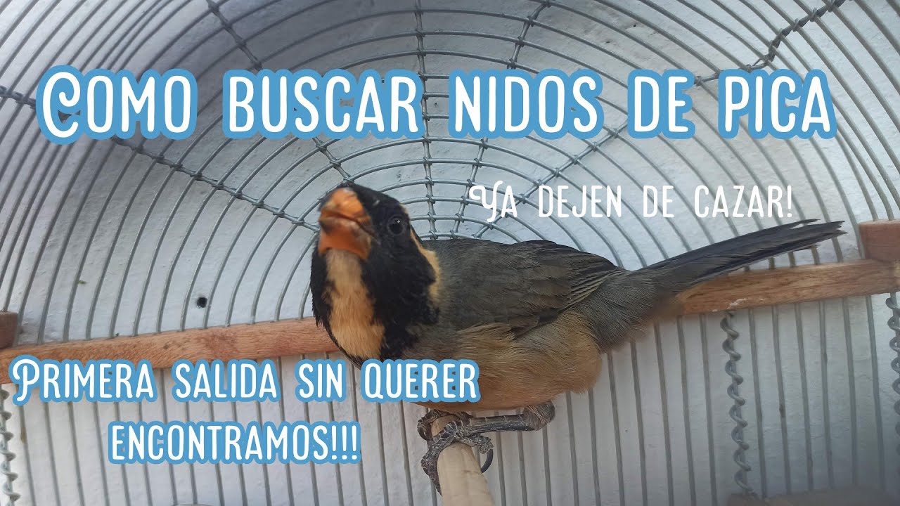 Como buscar nidos de picahueso primera salida - YouTube