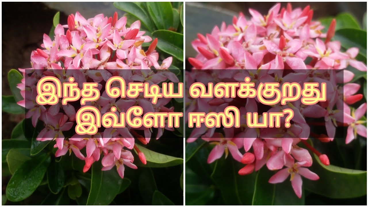 இந்த செடிய வளக்குறது இவ்ளோ ஈஸி யா? | how to grow mini ixora plant ...