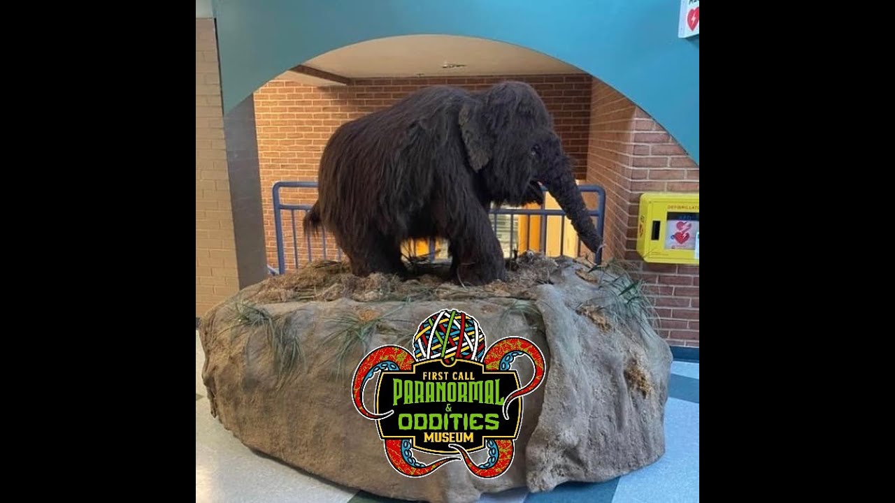 The Mammoth Move - First Call Paranormal & Oddities Museum (Havre de ...