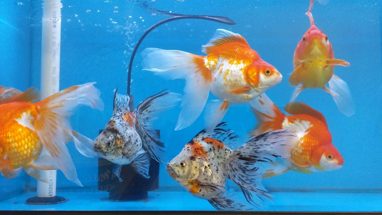 Giant Ryukin Long Tail (Updated 11/16) - YouTube