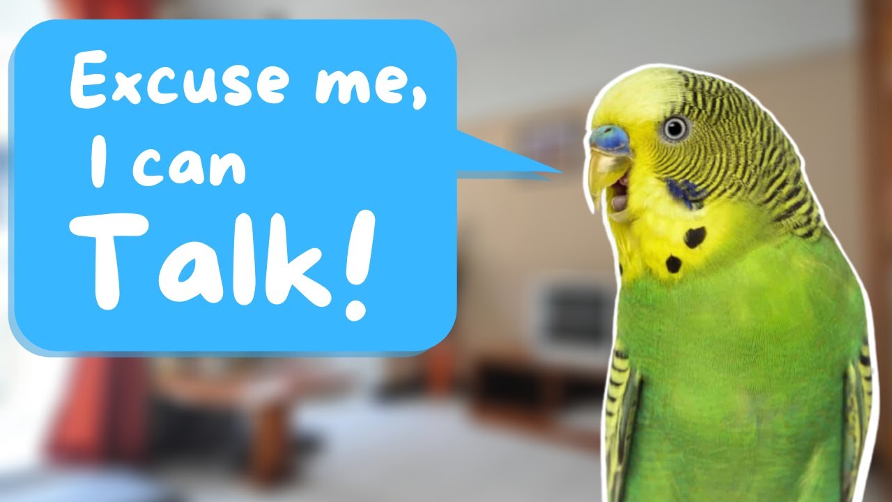 How To Teach Your Budgie to Talk? | 7 Simple Steps - YouTube