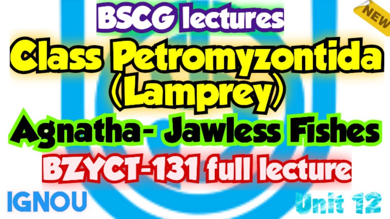 Class Petromyzontida |Agnatha-Jawless Fishes |Unit -12| Zoology |Animal ...
