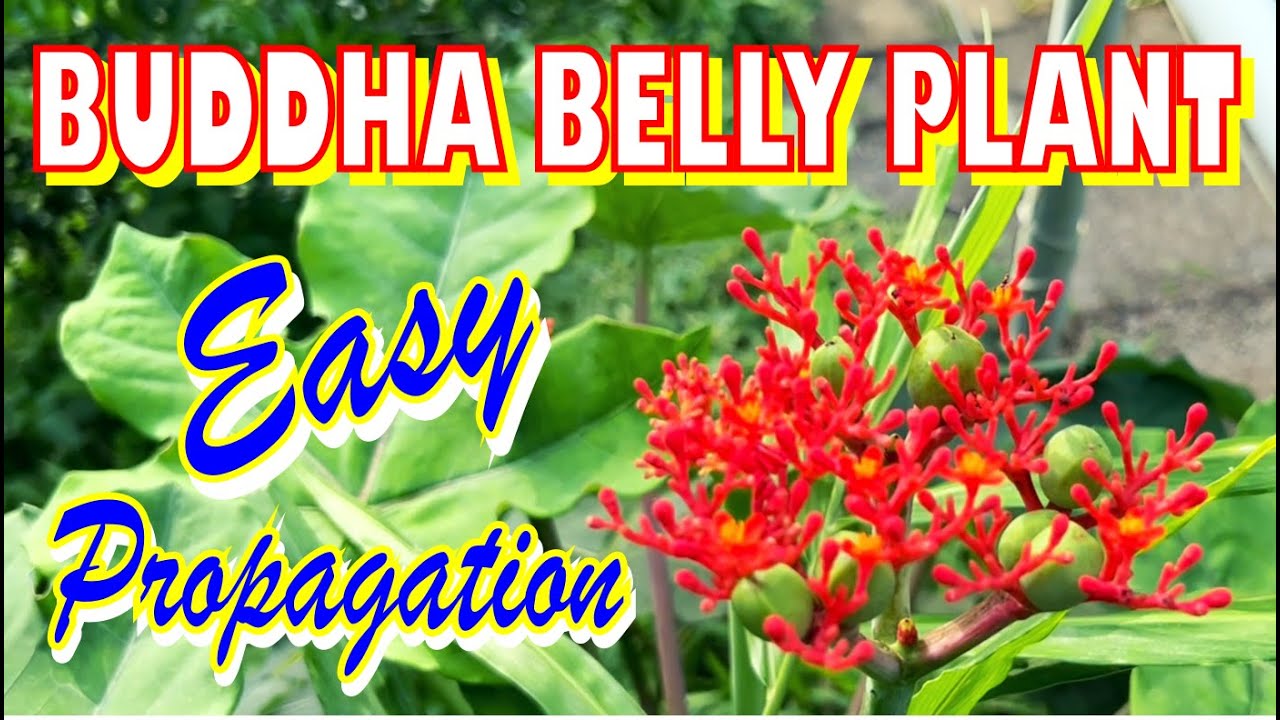 Buddha Belly Plant EASY Propagation - YouTube