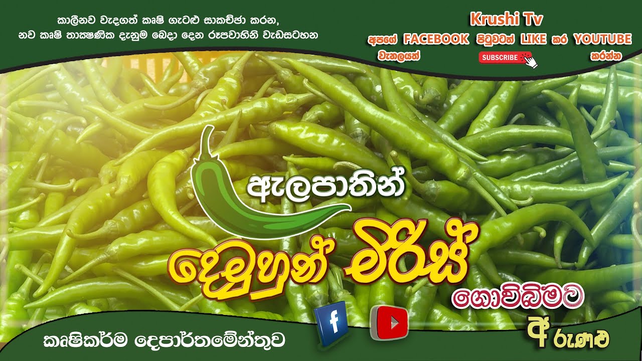 Mihikatha Dinuwo TV Program | ඇලපාතින් දෙමුහුම් මිරිස් | 2025-02-21 ...