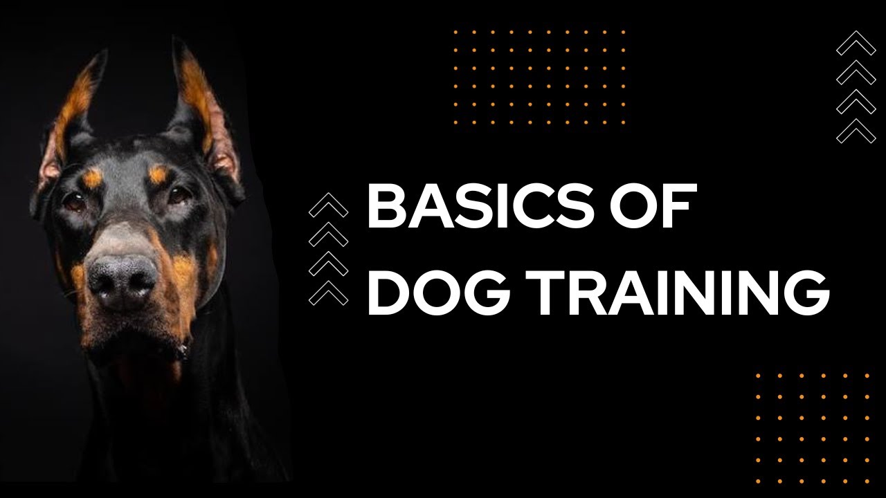 Basic needs of dog training How to train a dog or a puppy simple tips ...