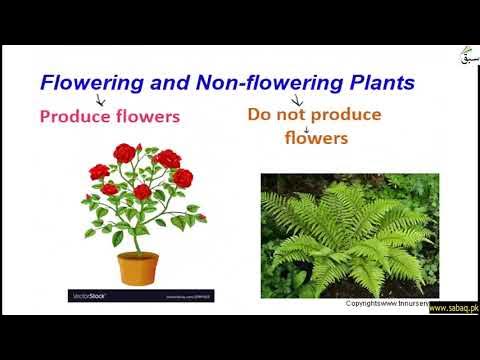 Non Flowering Plants With Names And Pictures