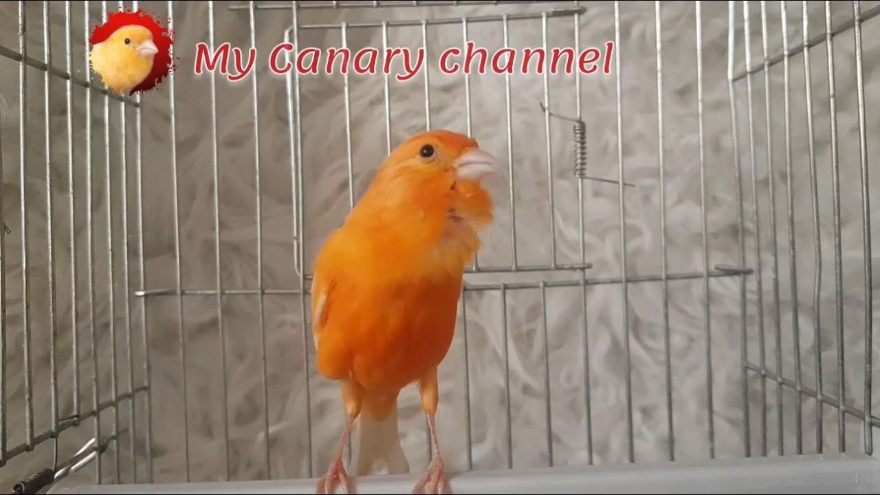Orange red factor roller young canary singing for trainging - YouTube