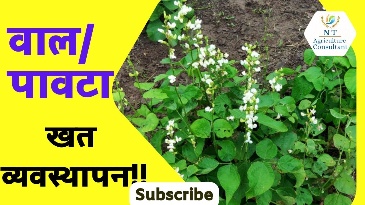 वाल/पावटा खत व्यवस्थापन I pawata fertilizer I Beans fertilizer I हिच ...