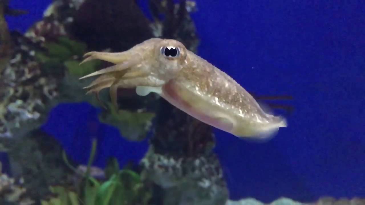 Cuttlefish swimming in slow motion at the Georgia aquarium - YouTube
