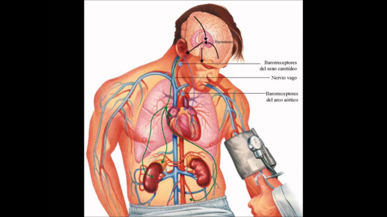 Hipertensión Arterial - YouTube