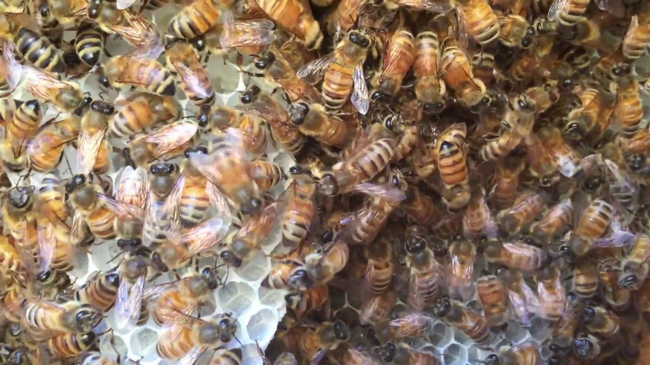 Buzzing Bees - YouTube