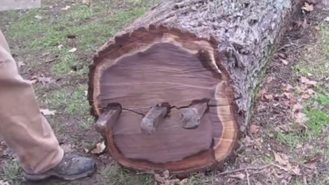 Genius Turns An Old Tree Trunk Into A Masterpiece Without Using A ...