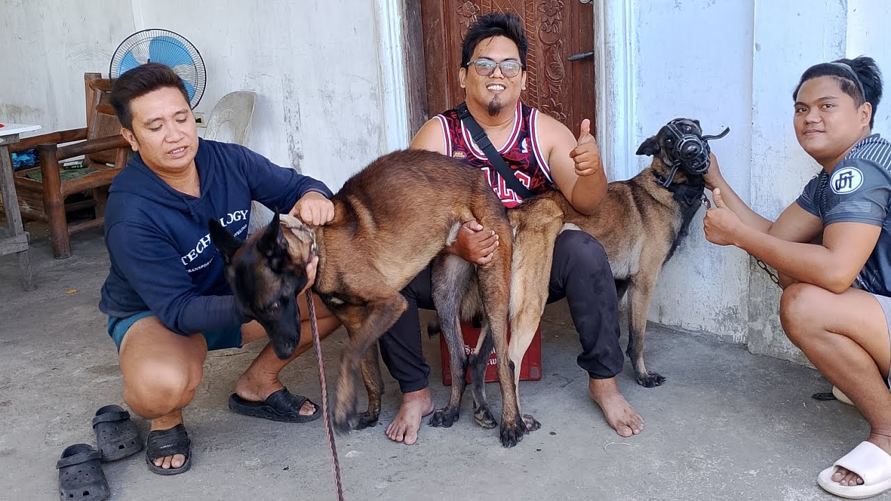 GIANT BM VS OVERSIZED BM DOG STUD SERVICE AT SAN CARLOS CITY PANGASIANN ...