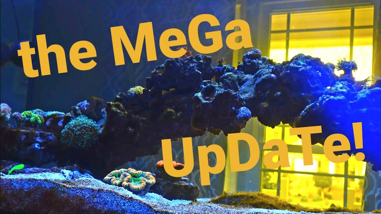Reefing 56: The Aftermath + Update on Red Sea Reefer E-260 MAX ...