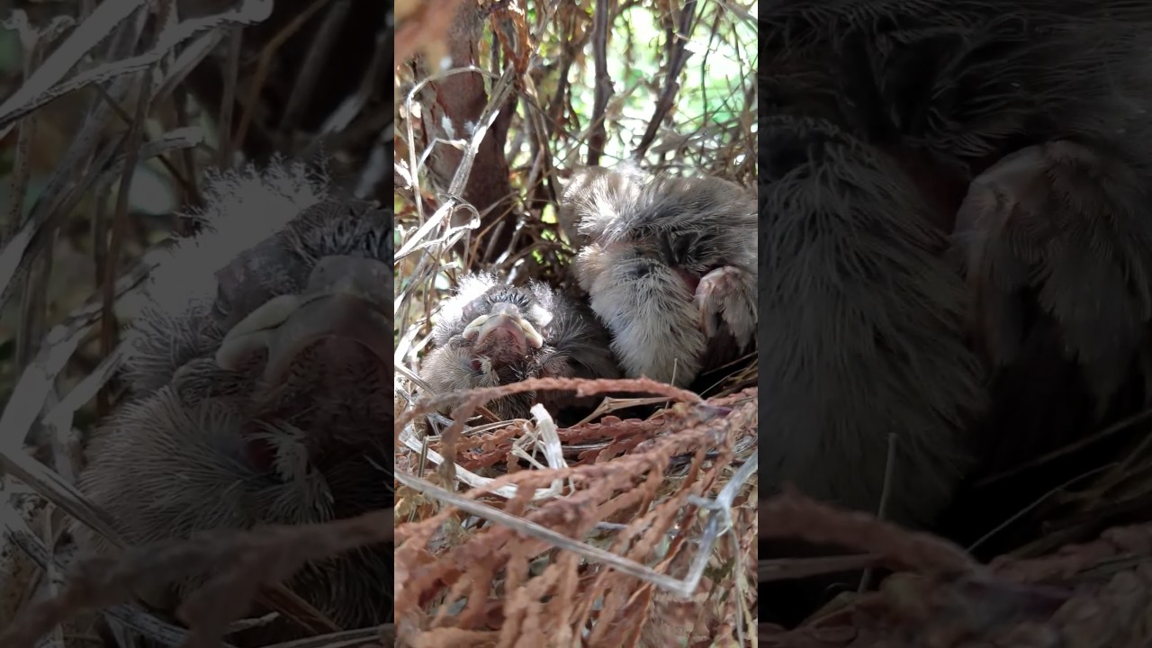 Cardinal Hatchlings Almost Ready to Leave Nest - YouTube