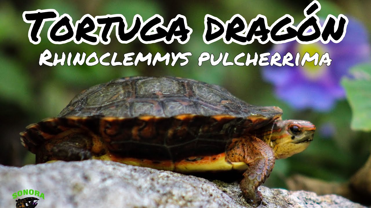 Buscando bichos ⚠️ Tortuga dragon - Rhinoclemmys pulcherrima 🐢 Sierra ...