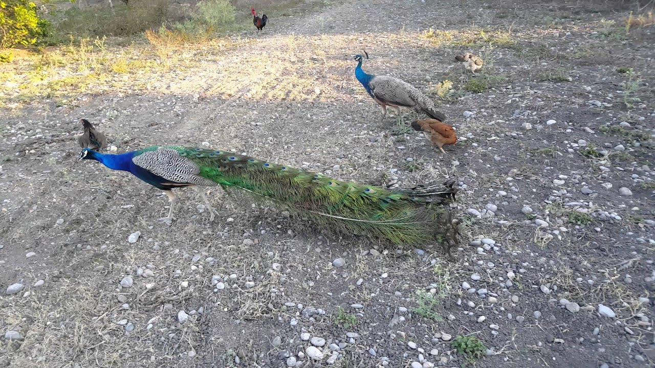 Pavo real en el rancho - YouTube