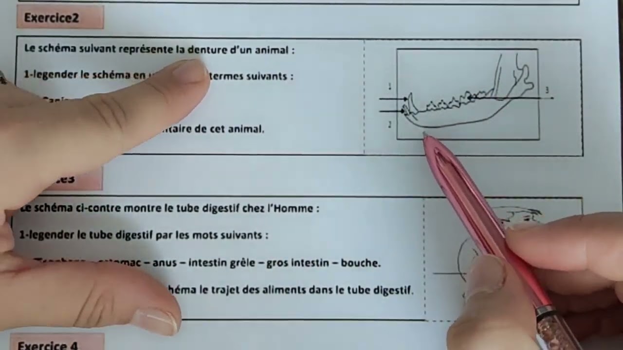 Evaluation diagnostique SVT 1AC - YouTube