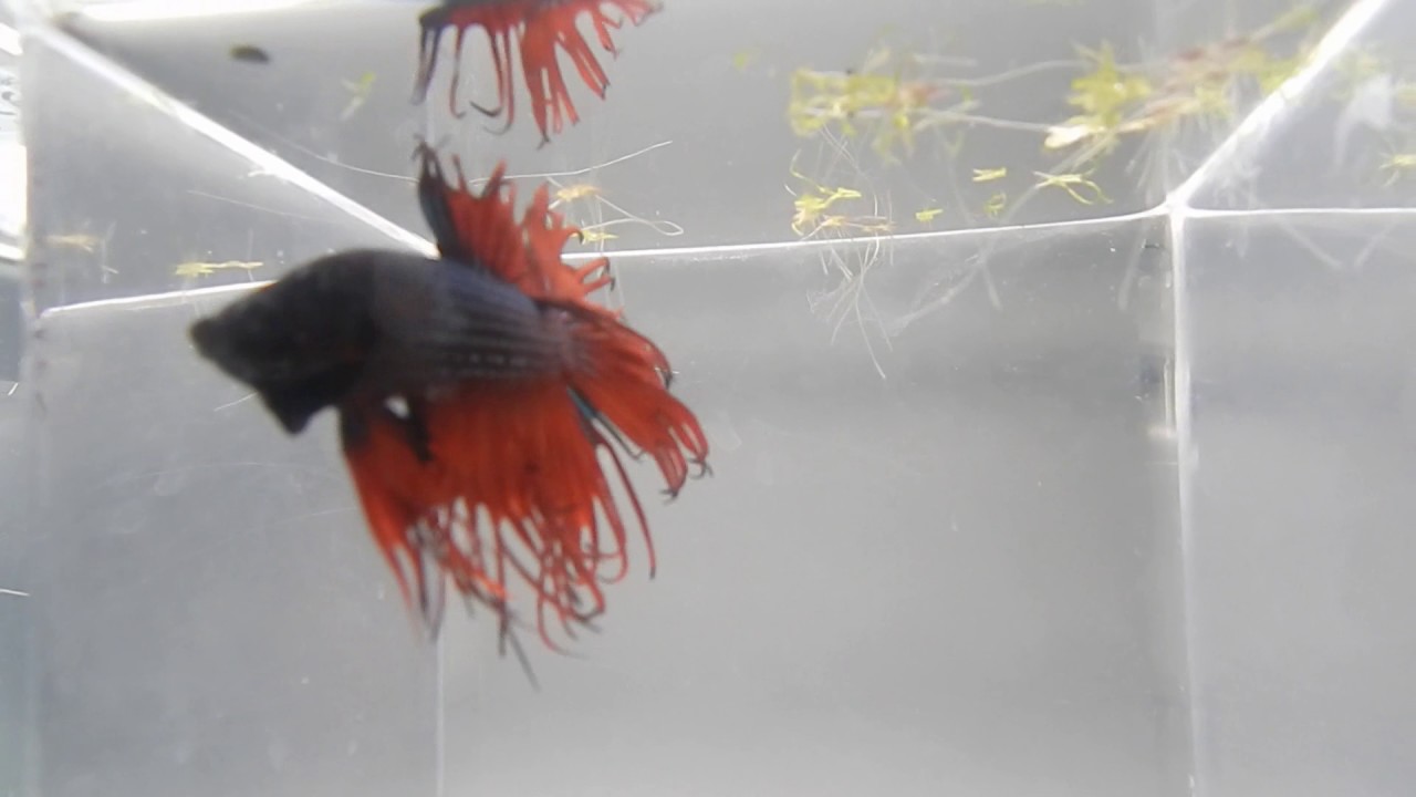 Betta Macho CT Red Cooper - YouTube