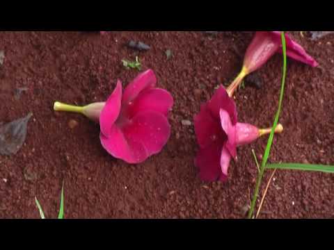 Rain falling on flowers and gras – Nature Background Video – Free Stock ...