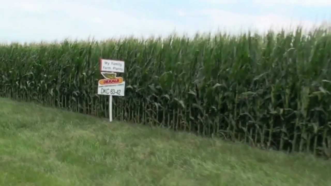 Seed Corn Sign, Grown by Family Farmers - YouTube