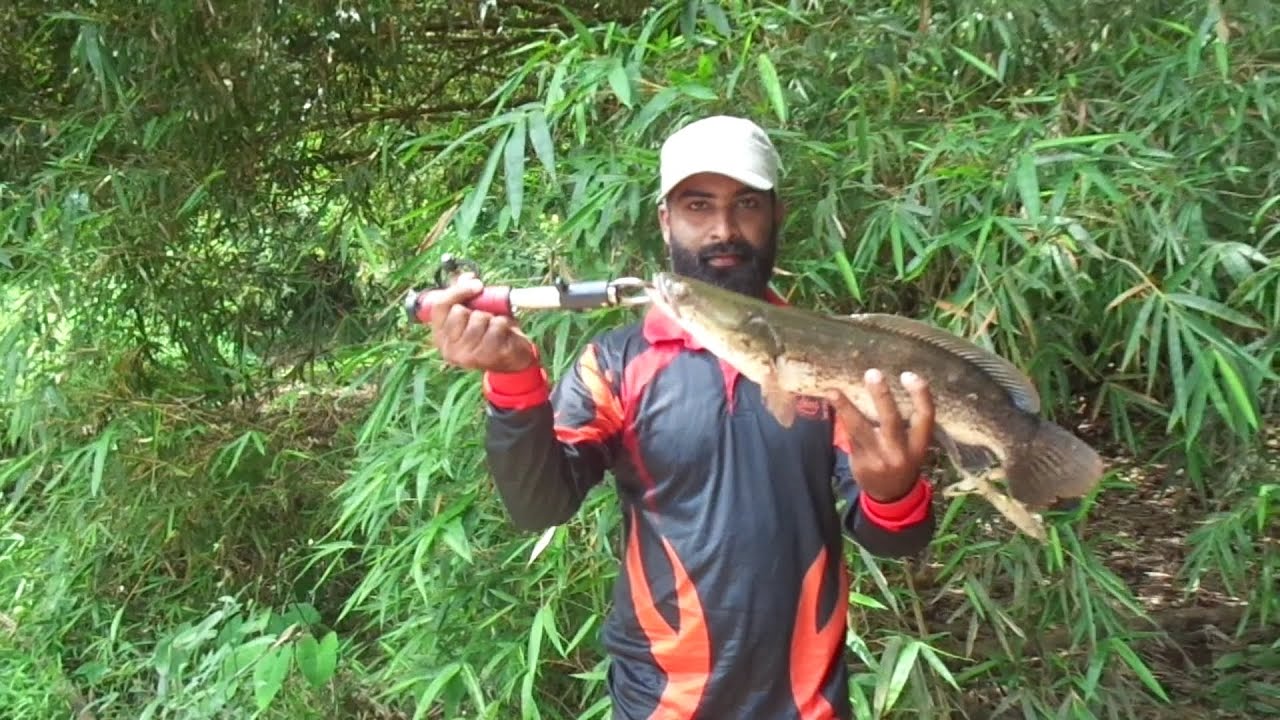 ചെറിയൊരു വാഹ പിടുത്തം (Channa diplogramma Fishing in Manimala River in ...