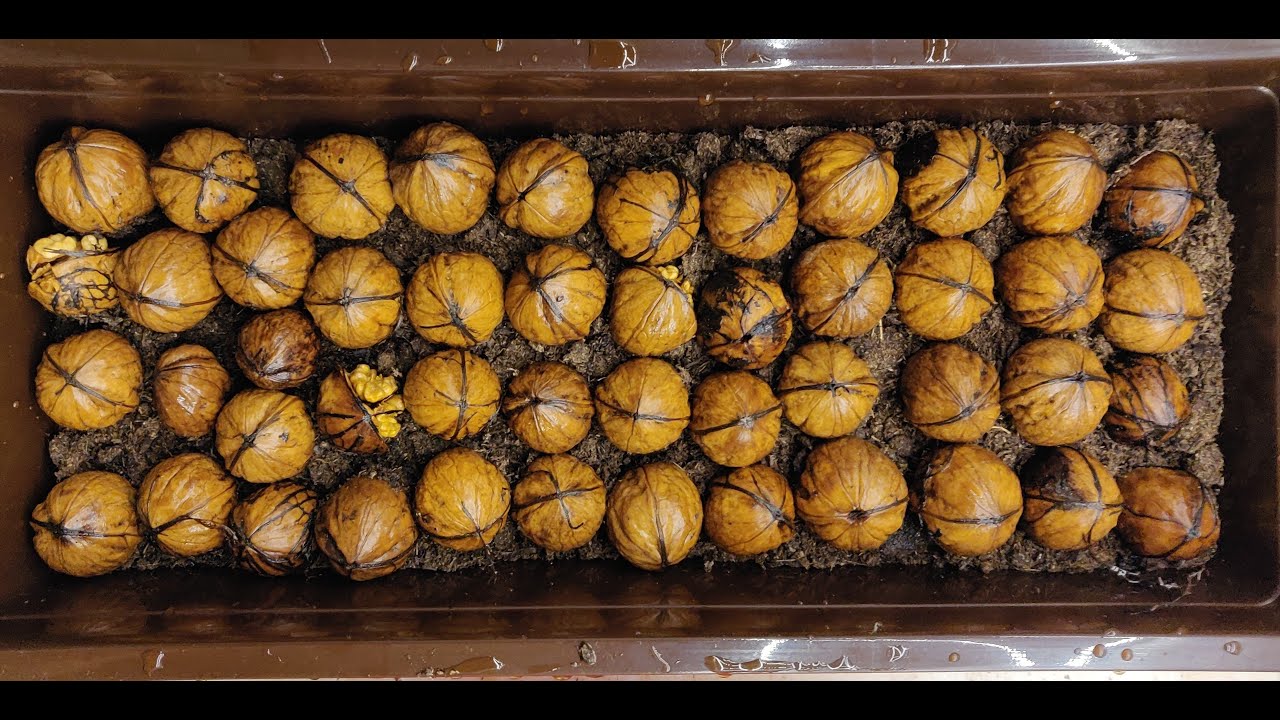 Incoltirea Nucilor in 10 zile - Walnut Germination in 10 Days - YouTube