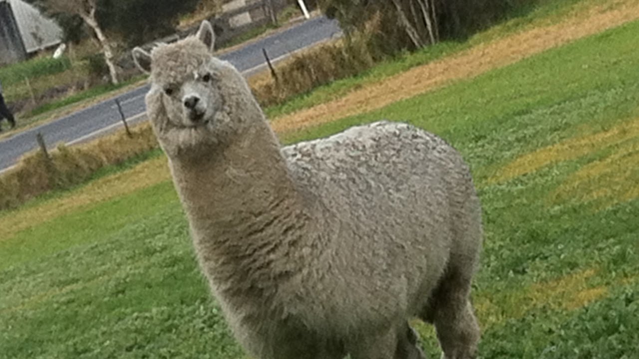 Evil Llama?? - YouTube