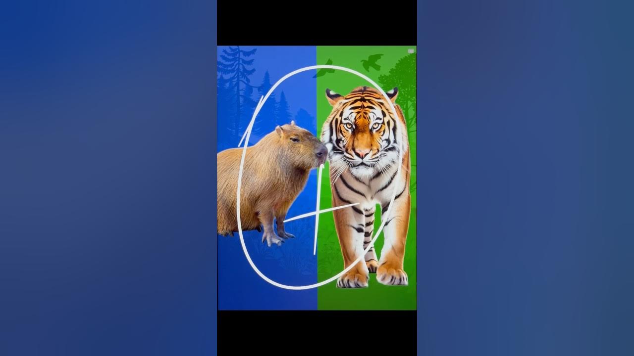 Capybara mixing with Tiger - Cute and funny hybrid animal #shorts - YouTube