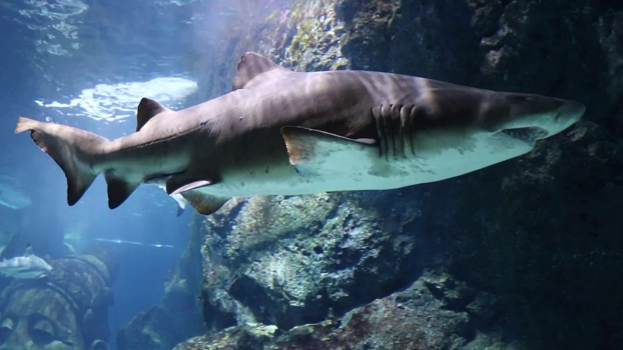 Sea Life Bangkok Ocean World at Siam Paragon Thailand 2018 - YouTube