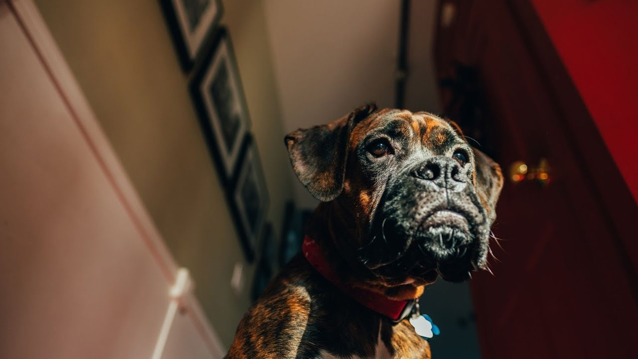 Training Your Boxer to Respond Calmly to Loud Noises - YouTube