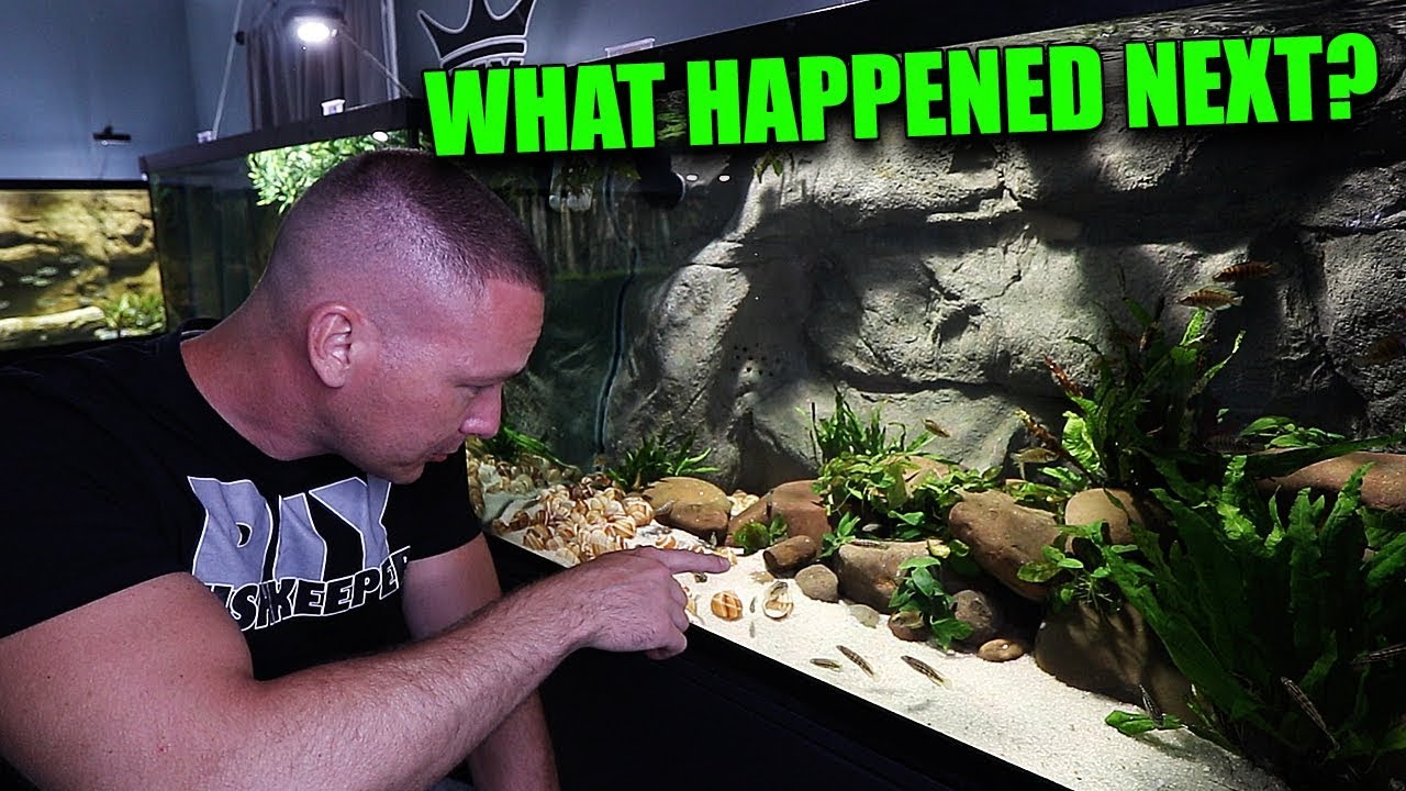 WHAT HAPPENED TO THE SMALL FISH? The shell dwellers - YouTube