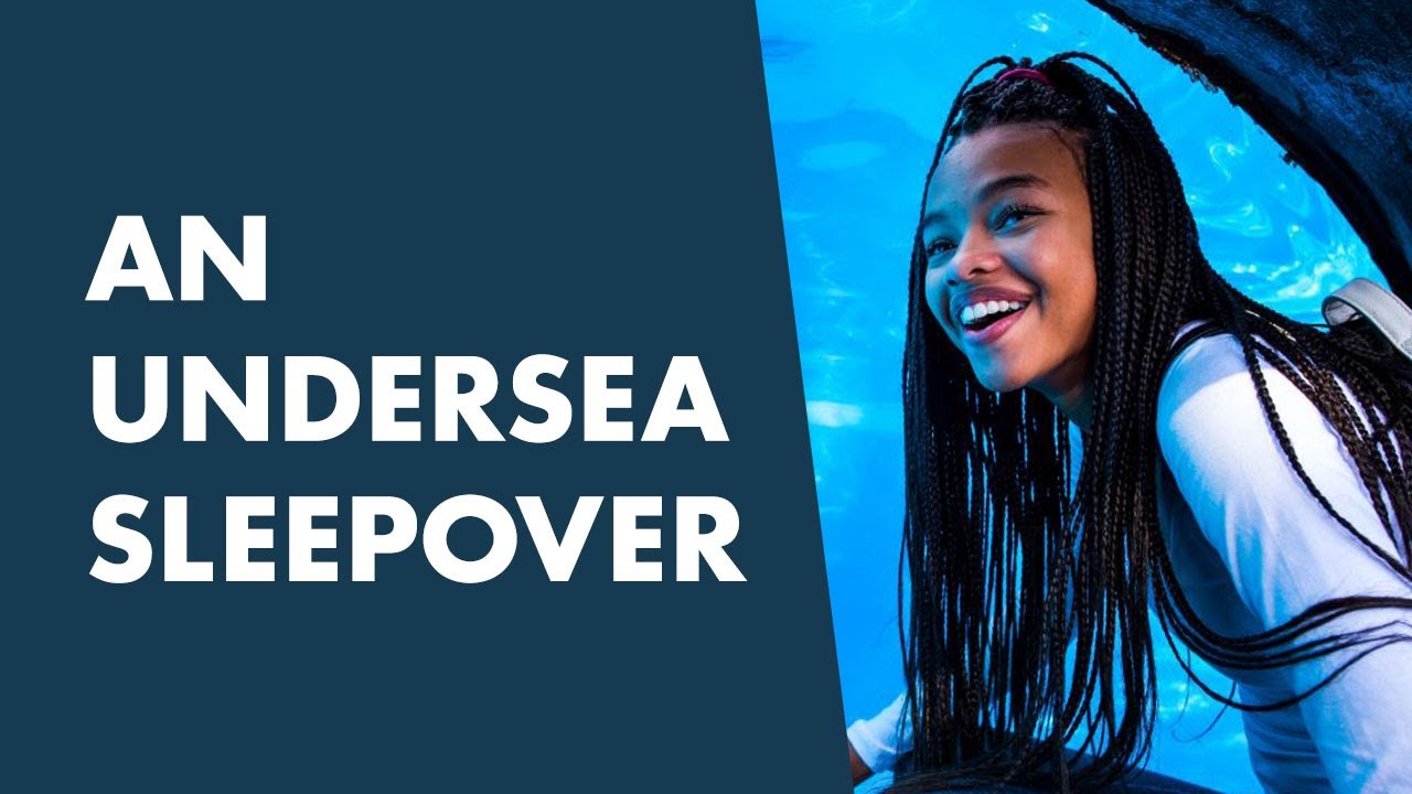 Have An Underwater Sleepover At SeaWorld Orlando - YouTube