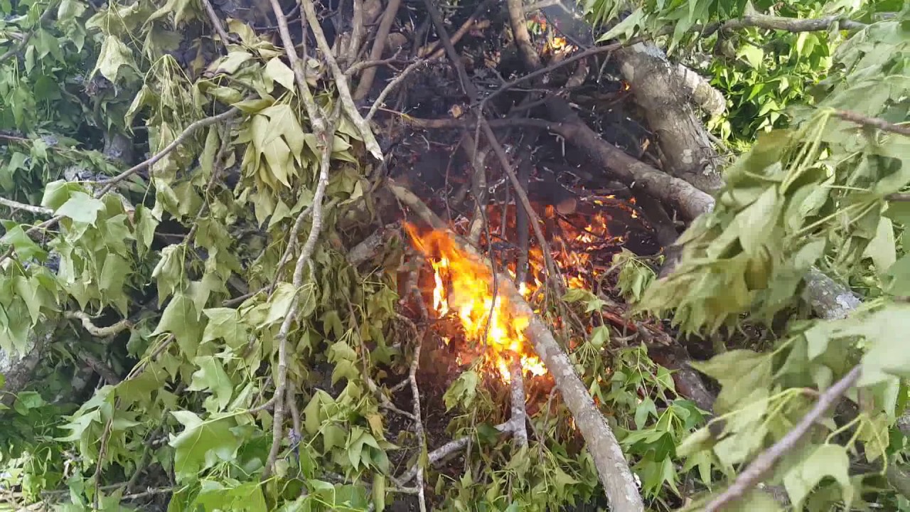Burning Stuff 239: Sweetgum Bonfire - YouTube