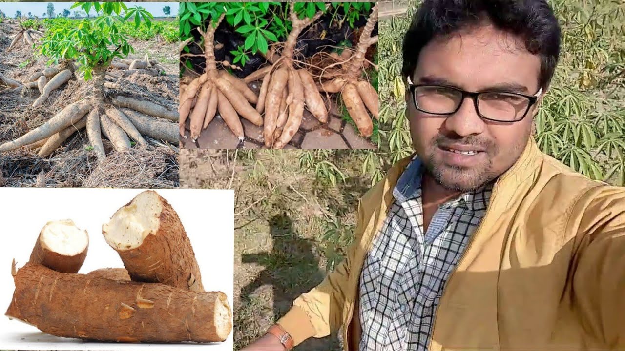 Kasaba Root Cassava Tubbers – LADI MORALS MART