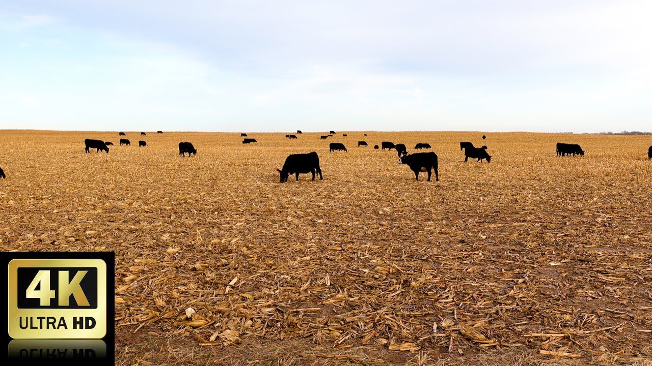 Cattle grazing on corn stalks in Nebraska -4K - YouTube