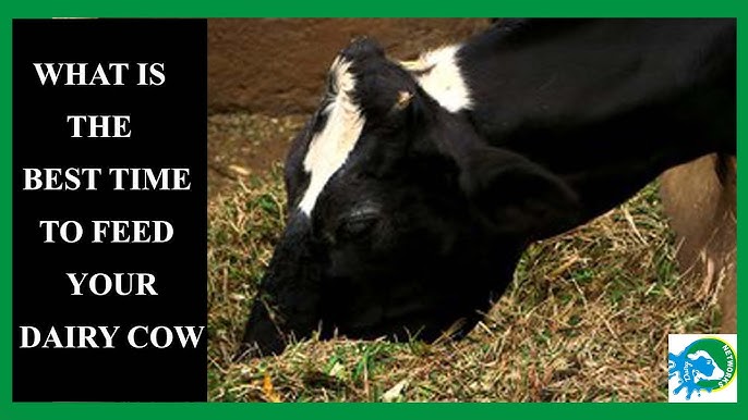 Milk Fever In Cows Causes Symptoms And Treatment