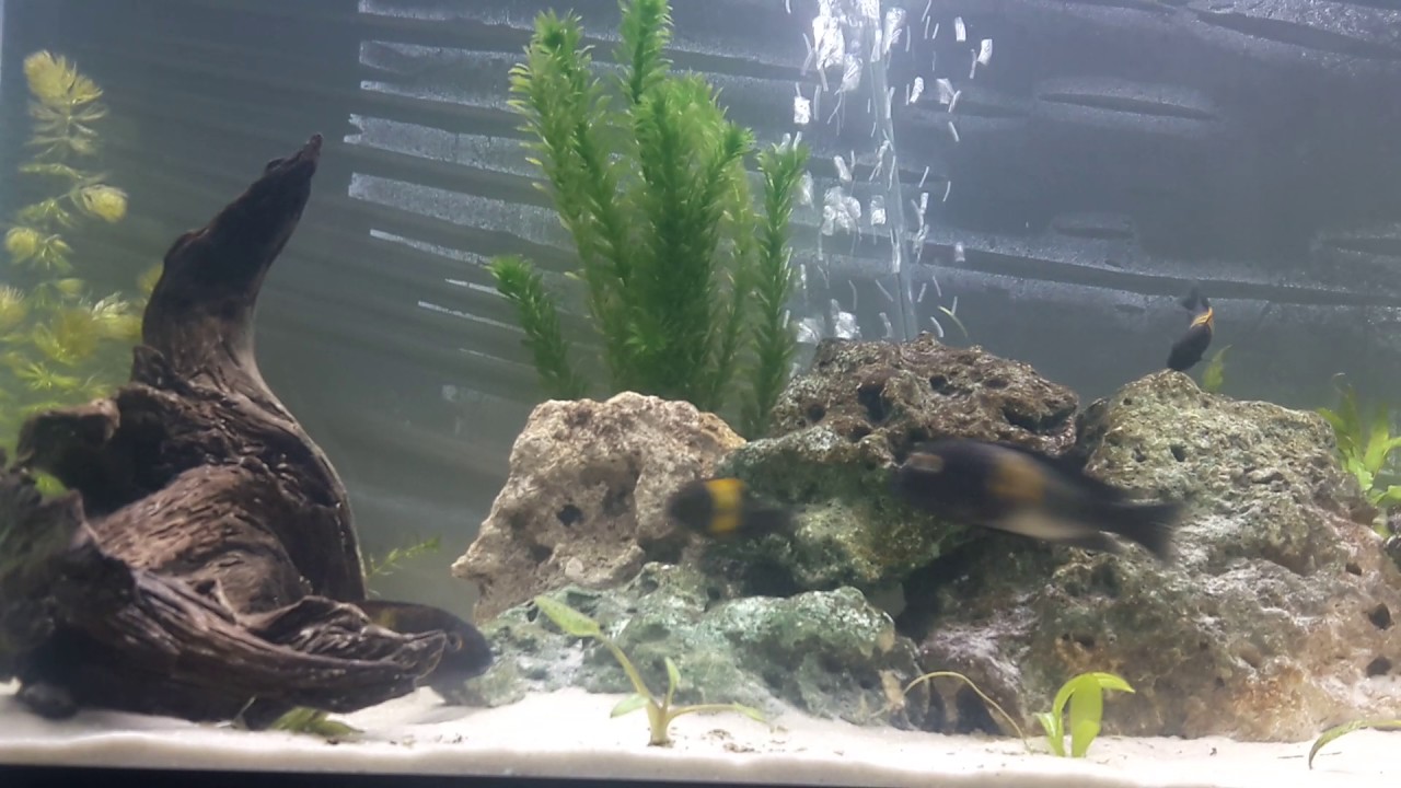 tropheus pineapple sunspot breeding - YouTube