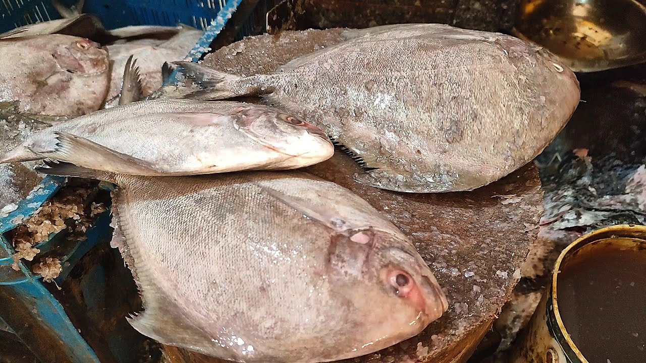 Amazing Delicious Black Pomfret Fish Cutting Skills || Pomfret Fish ...