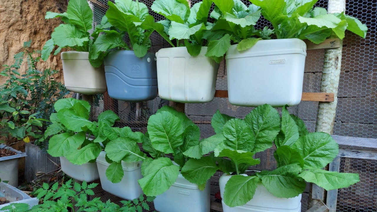 Como plantar mostarda - YouTube