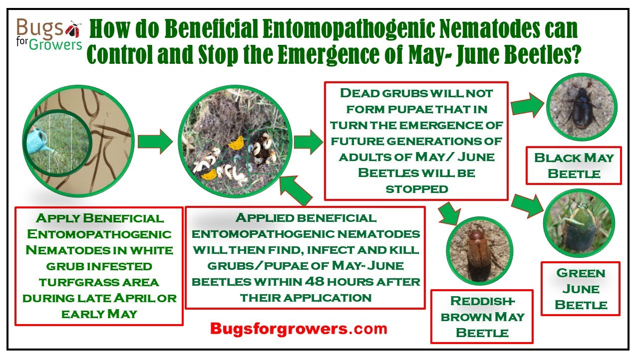 June Bug Larvae Control