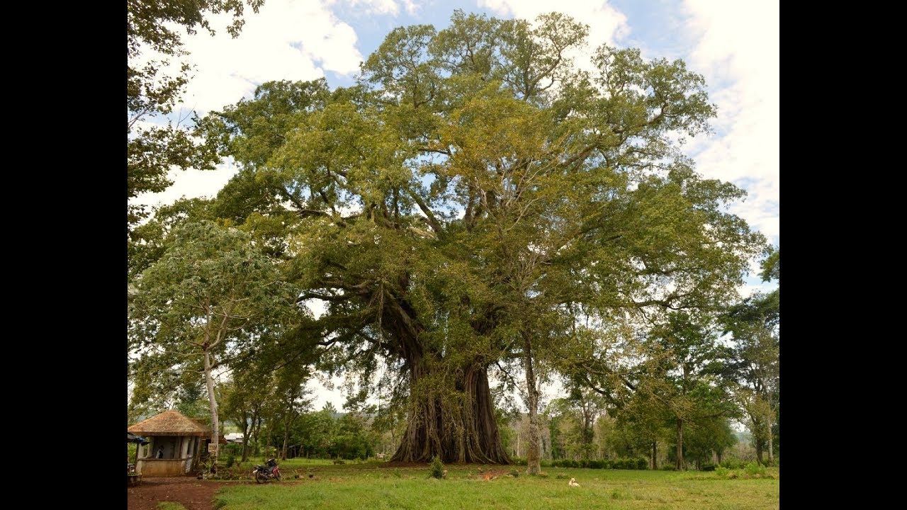 4-Century Old Balete Tree | Canlaon City Negros Occidental, Philippines ...