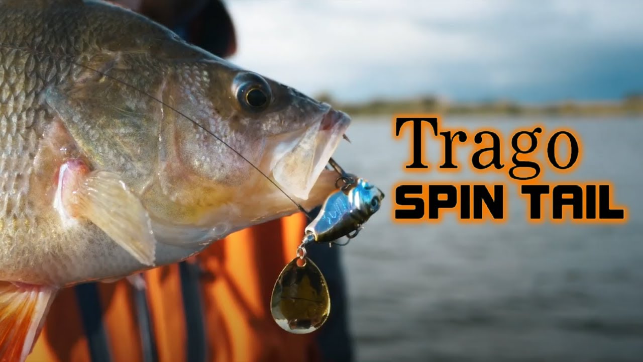 NEW Trago Spin Tail! - YouTube
