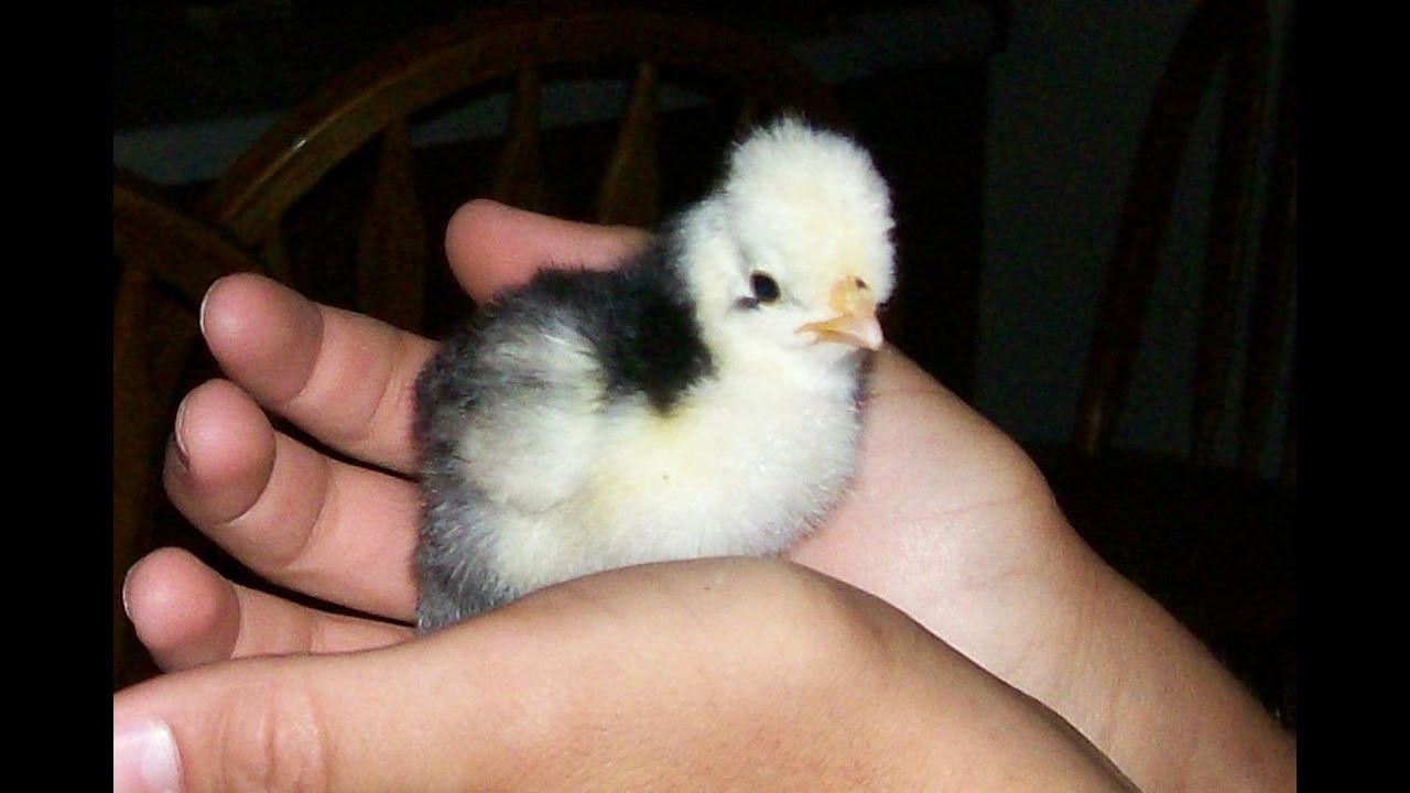 fancy chicks | chozy | murgi ky chozy | dasi chicks |Zoo Network - YouTube