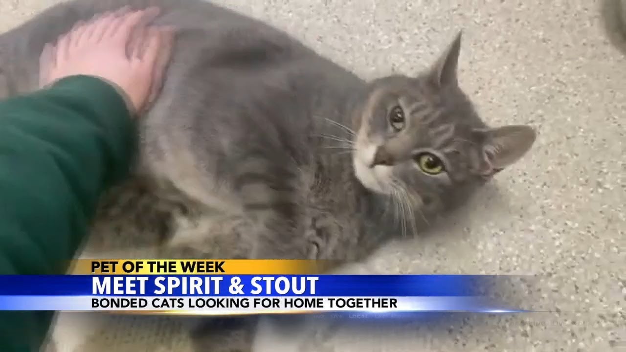 Pets of the Week: Spirit and Stout - YouTube