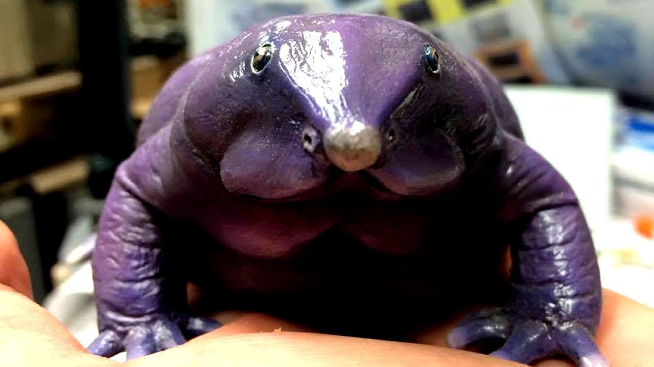 7 Especies De Sapos Que Son Únicos En El Mundo - YouTube