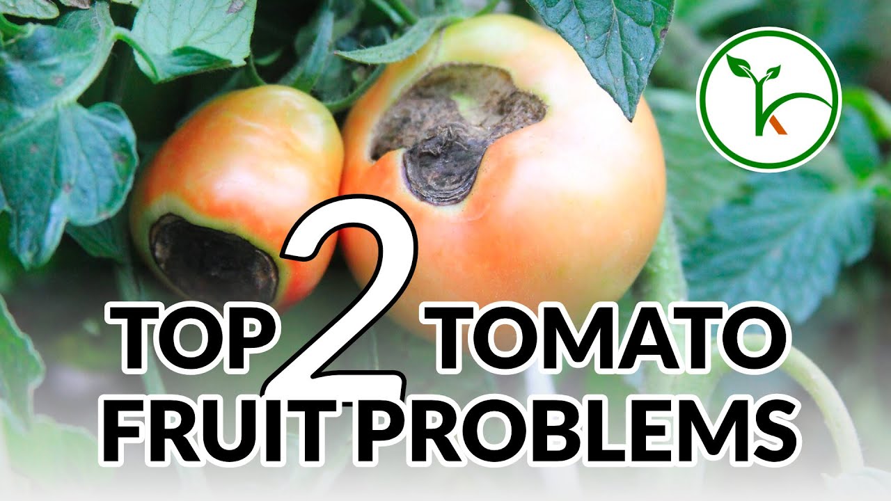 Top Two Tomato Fruit Problems - YouTube