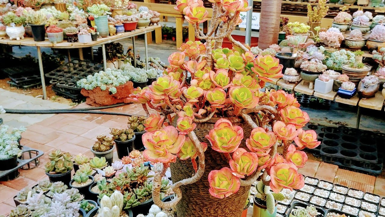 다육이 농장 Succulent plantation farm - YouTube